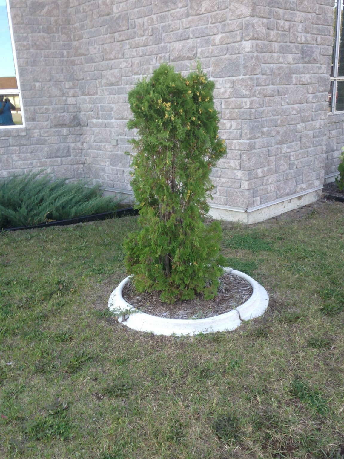 Tree Rings – Belluz Concrete and Rentals